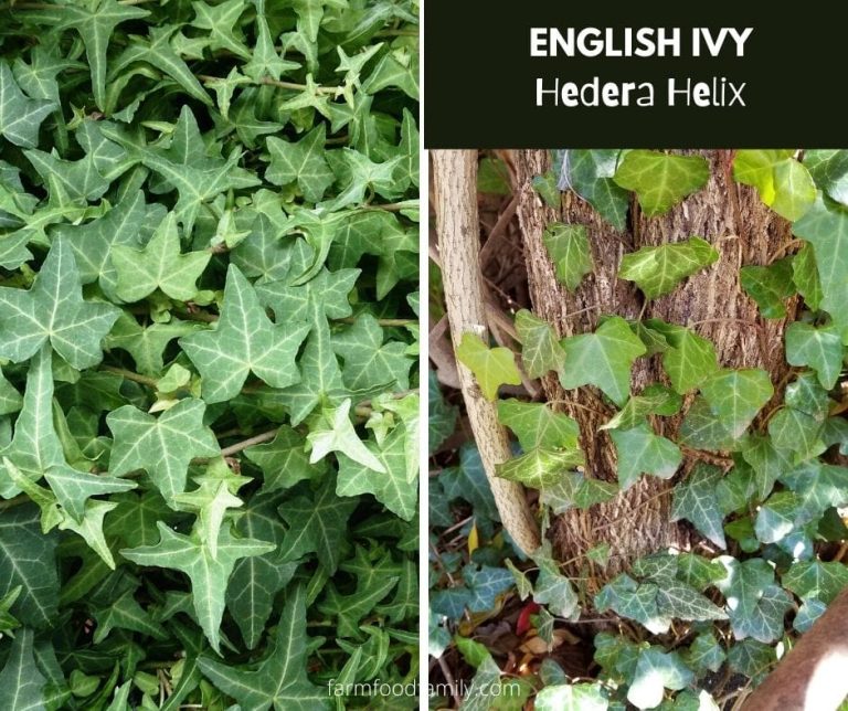 24+ Types Of Ivy Plants, Hedera 🍀 (Indoor, Outdoor, Ground Cover) With ...