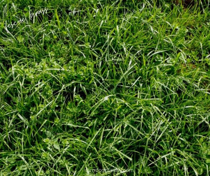 43 Different Types Of Lawn Grass For Your Yard (Names & Pictures)