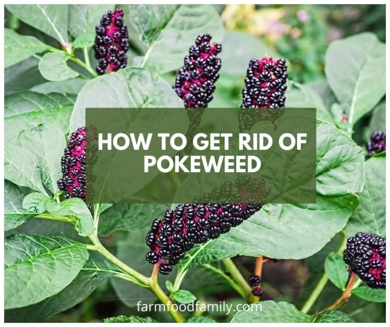 How To Get Rid Of Pokeweed: 7 Natural Ways - Farm Food Family