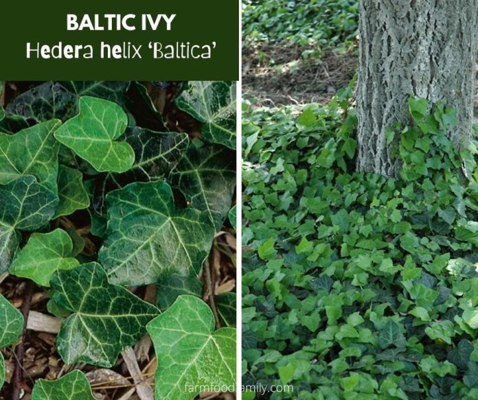 24+ Types Of Ivy Plants, Hedera 🍀 (Indoor, Outdoor, Ground Cover) With ...