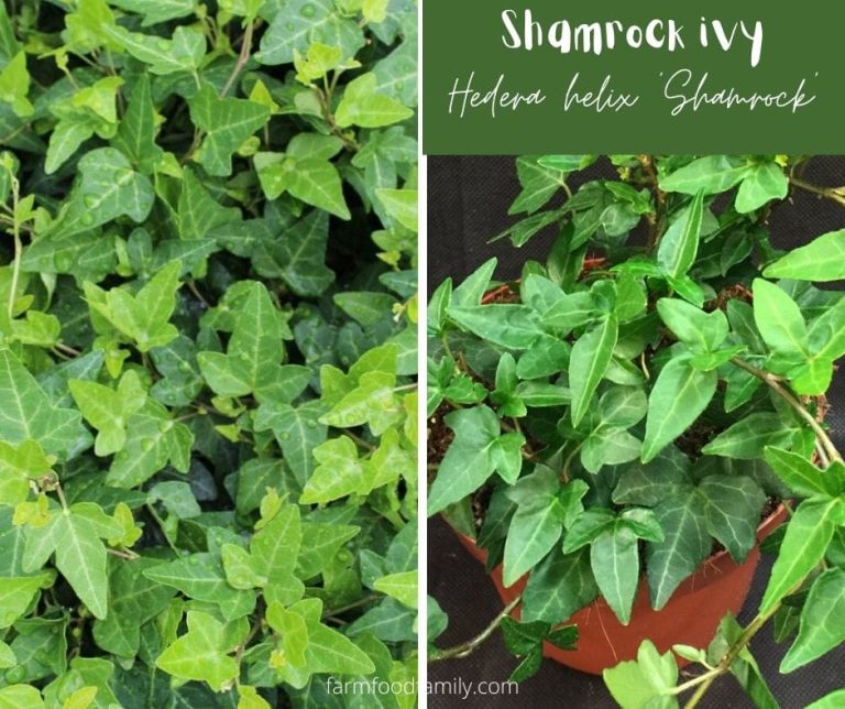 24+ Types Of Ivy Plants, Hedera 🍀 (Indoor, Outdoor, Ground Cover) With ...