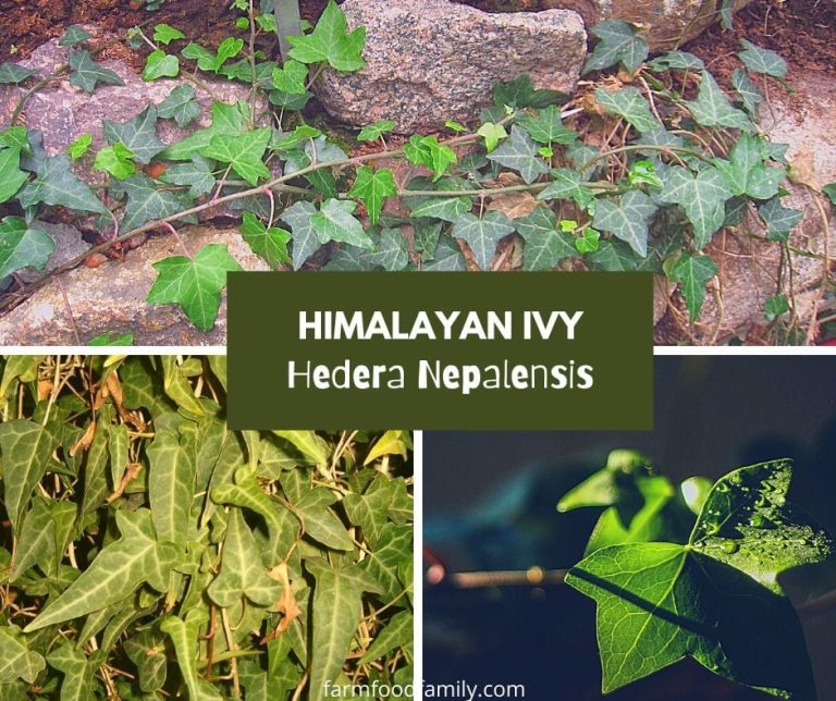 24+ Types Of Ivy Plants, Hedera 🍀 (Indoor, Outdoor, Ground Cover) With ...