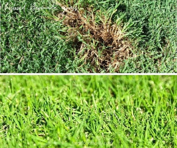 21 Types Of Bermuda Grass For Lawn, Hay - Is Bermuda a Good Grass?