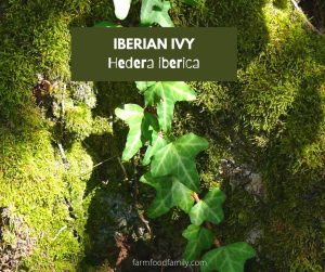 24+ Types Of Ivy Plants, Hedera 🍀 (Indoor, Outdoor, Ground Cover) With ...