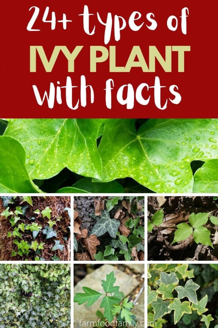 24+ Types Of Ivy Plants, Hedera 🍀 (Indoor, Outdoor, Ground Cover) With ...