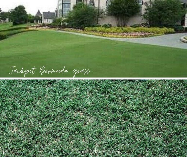 21 Types Of Bermuda Grass For Lawn, Hay - Is Bermuda a Good Grass?