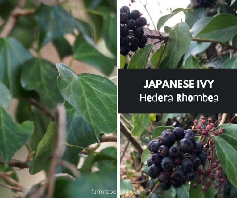 24+ Types Of Ivy Plants, Hedera 🍀 (Indoor, Outdoor, Ground Cover) With ...