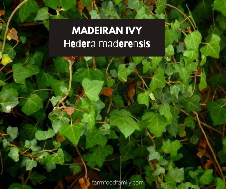 24+ Types Of Ivy Plants, Hedera 🍀 (Indoor, Outdoor, Ground Cover) With ...