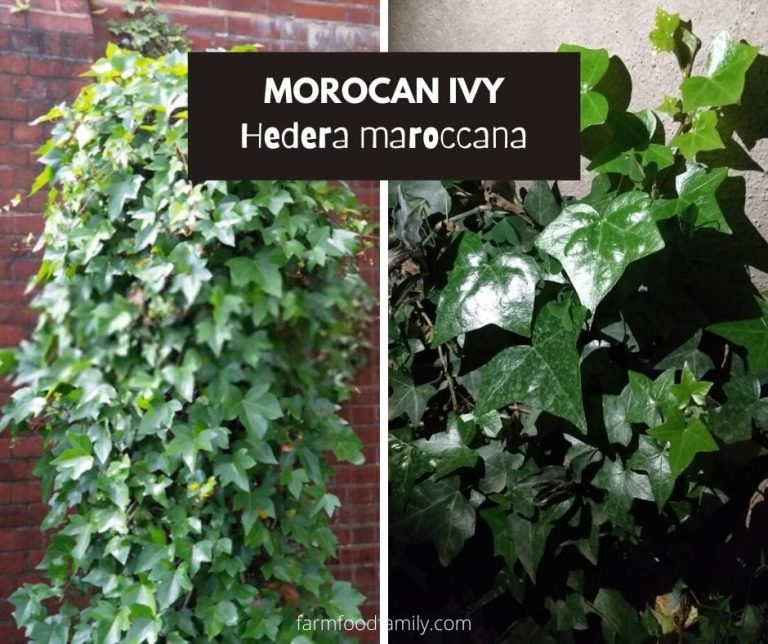 24+ Types Of Ivy Plants, Hedera 🍀 (Indoor, Outdoor, Ground Cover) With ...