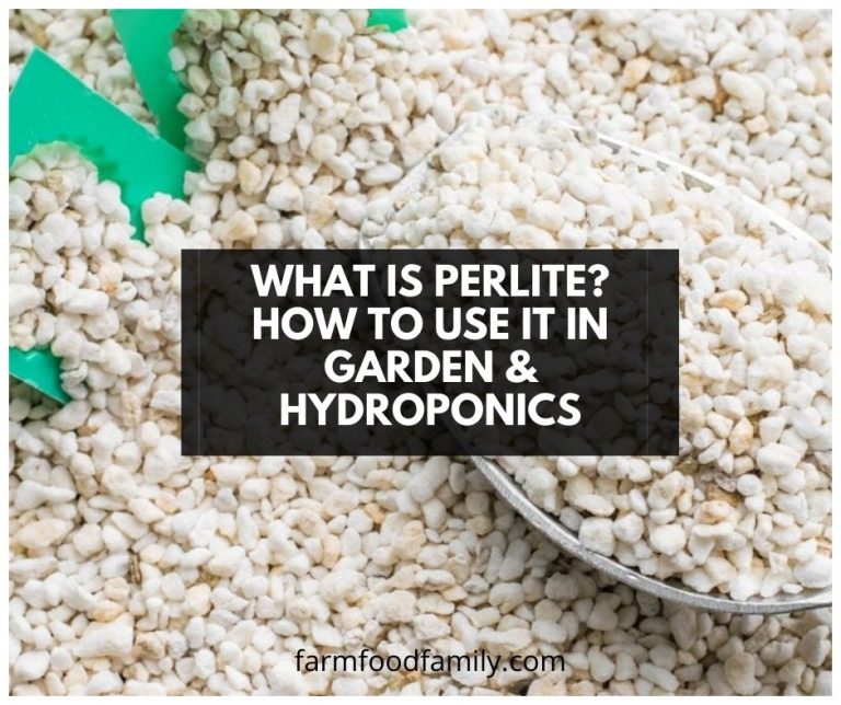 What Is Perlite? How To Use It In Your Garden [Ultimate Guide]