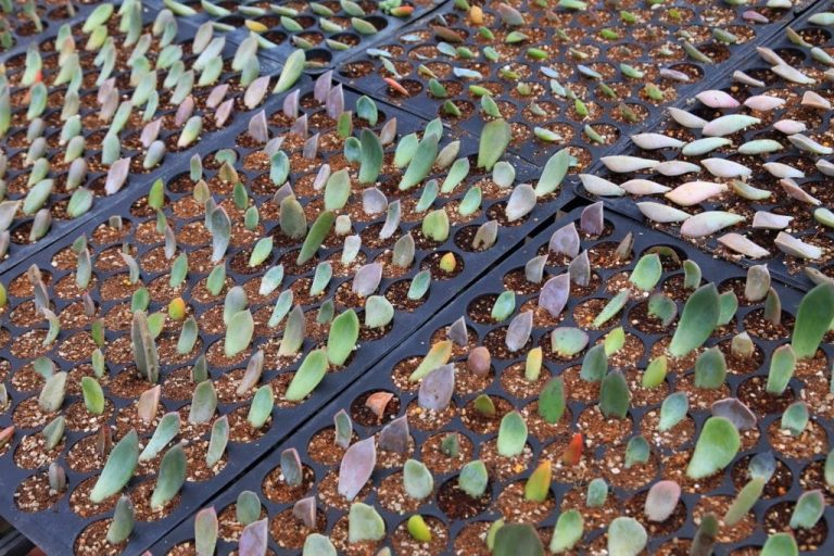 What Is Perlite? How To Use It In Your Garden [Ultimate Guide]