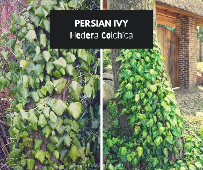 24+ Types Of Ivy Plants, Hedera 🍀 (Indoor, Outdoor, Ground Cover) With ...