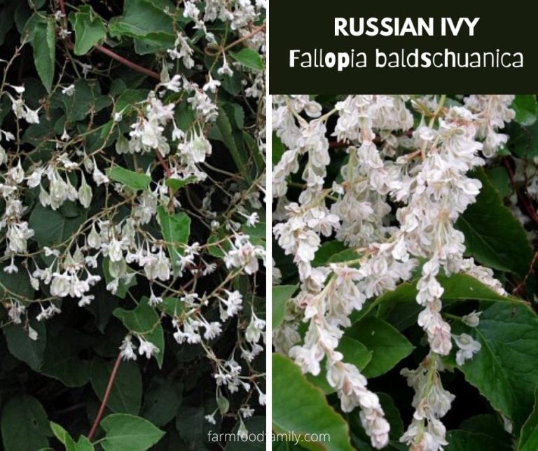 24+ Types Of Ivy Plants, Hedera 🍀 (Indoor, Outdoor, Ground Cover) With ...