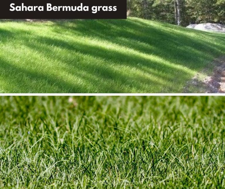21 Types Of Bermuda Grass For Lawn, Hay - Is Bermuda a Good Grass?