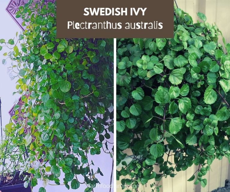 24+ Types Of Ivy Plants, Hedera 🍀 (Indoor, Outdoor, Ground Cover) With ...