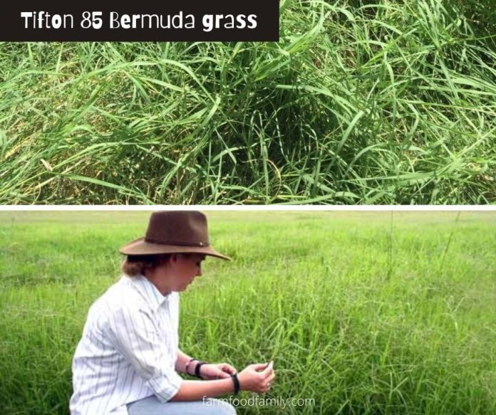 21 Types Of Bermuda Grass For Lawn, Hay - Is Bermuda a Good Grass?