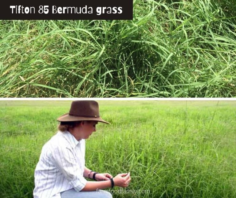 21 Types Of Bermuda Grass For Lawn, Hay - Is Bermuda a Good Grass?