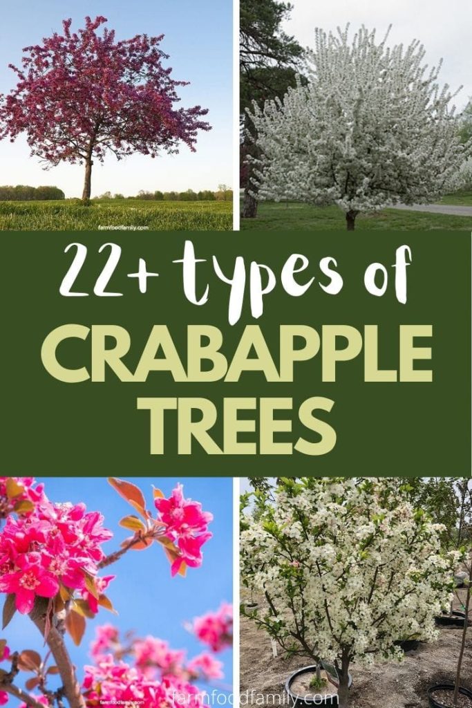 Crabapples: A Detailed Guide (Identification, Types, Fruits, Care)