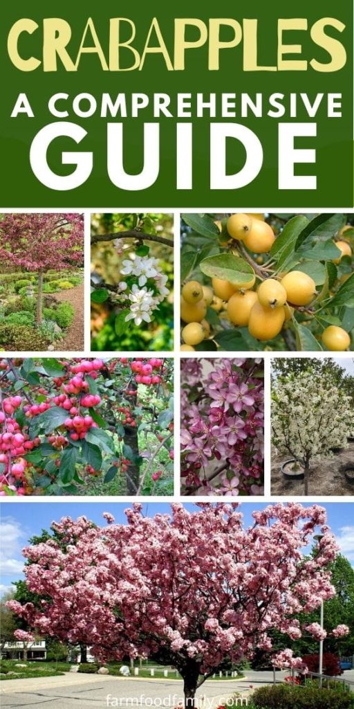 Crabapples: A Detailed Guide (Identification, Types, Fruits, Care)