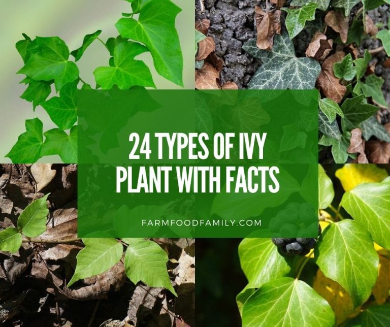 24+ Types Of Ivy Plants, Hedera 🍀 (Indoor, Outdoor, Ground Cover) With ...