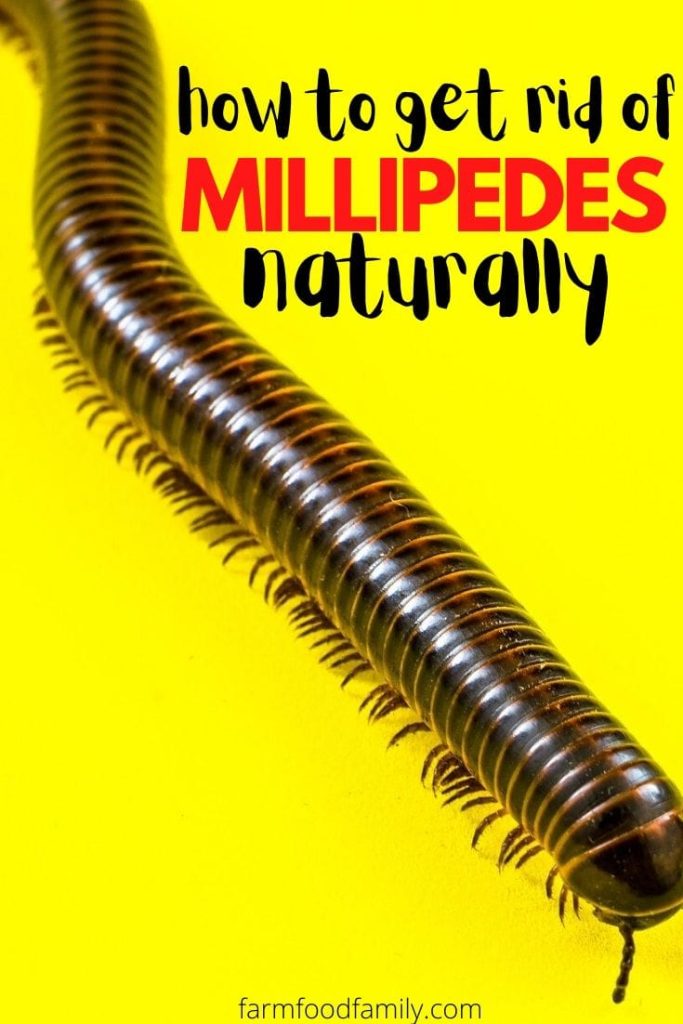 How To Get Rid Of Millipedes: 6 Natural Ways - Farm Food Family
