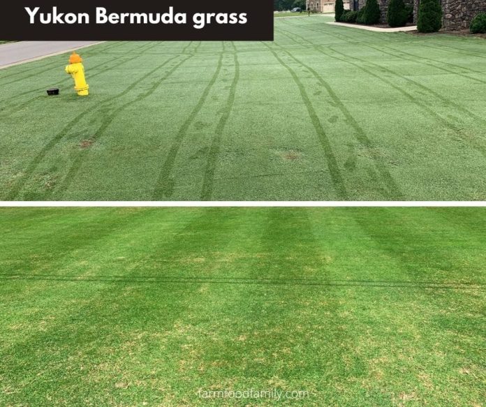 21 Types Of Bermuda Grass For Lawn, Hay - Is Bermuda a Good Grass?