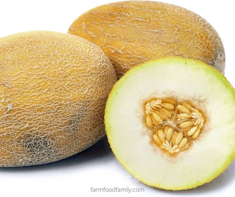 40+ Different Types of Melons With Pictures and Fun Facts