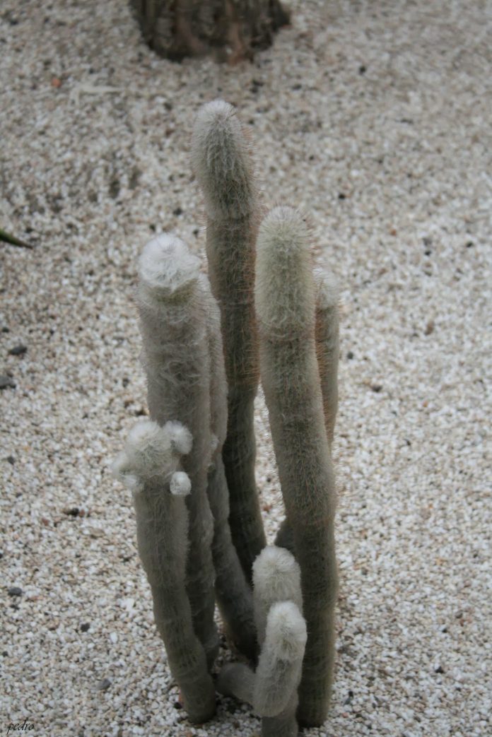 151+ Flowers, Plants That Start With C (With Pictures and Facts)