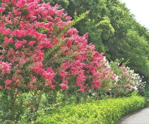 Crepe Myrtle (Lagerstroemia, Crapemyrtle): 5 Reasons To Grow