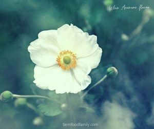 🌸 Anemone Flower Meaning, Symbolism - What Does Anemone Signify?