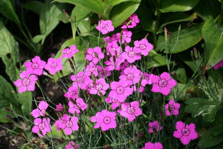 107+ Flowers That Start With 'M' (With Pictures and Facts)