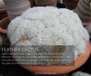 26 Types Of Cactus For Your Garden (With Pictures) – Indoor, Outdoor ...