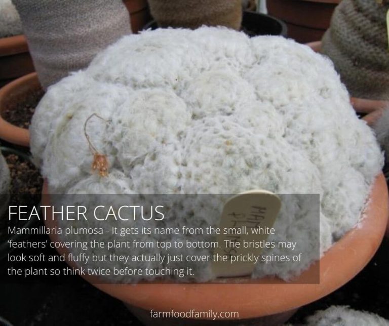 26 Types Of Cactus For Your Garden (With Pictures) – Indoor, Outdoor ...
