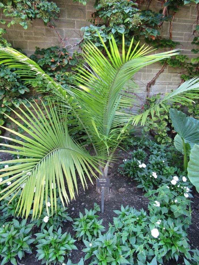 75+ Different Types Of Palm Trees With Pictures (Indoor, Outdoor)