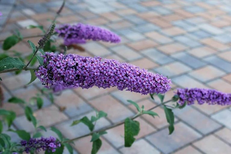 46+ Different Types Of Purple Flowers With Names and Pictures