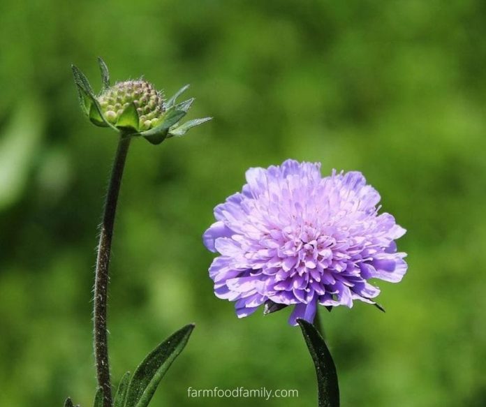 73+ Flowers That Start With P (Pictures and Growing Facts)