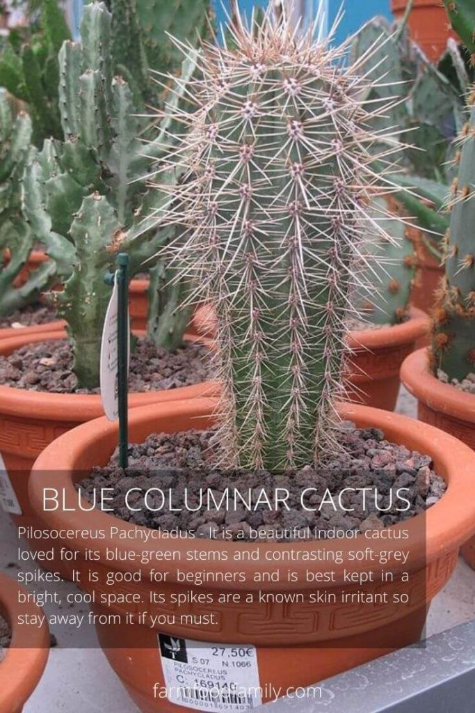 26 Types Of Cactus For Your Garden (With Pictures) – Indoor, Outdoor ...