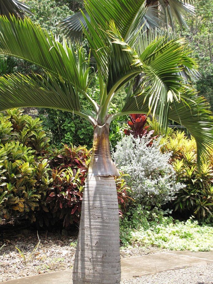 75+ Different Types Of Palm Trees With Pictures (Indoor, Outdoor)