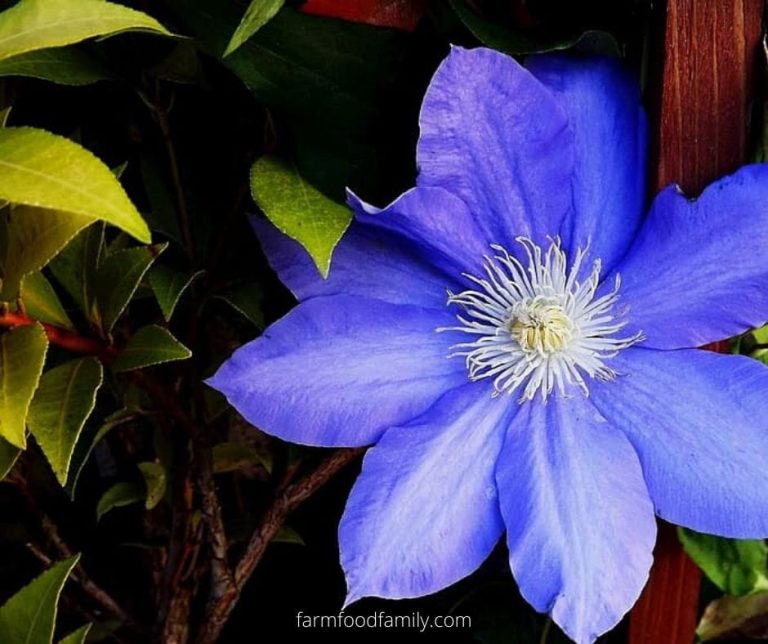 50+ Types Of Blue Flowers With Names, Meaning and Pictures