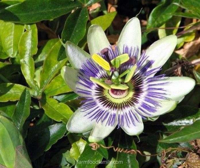 73+ Flowers That Start With P (Pictures and Growing Facts)