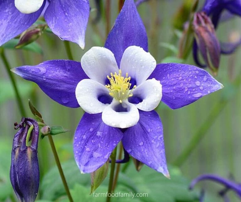 50+ Types Of Blue Flowers With Names, Meaning and Pictures