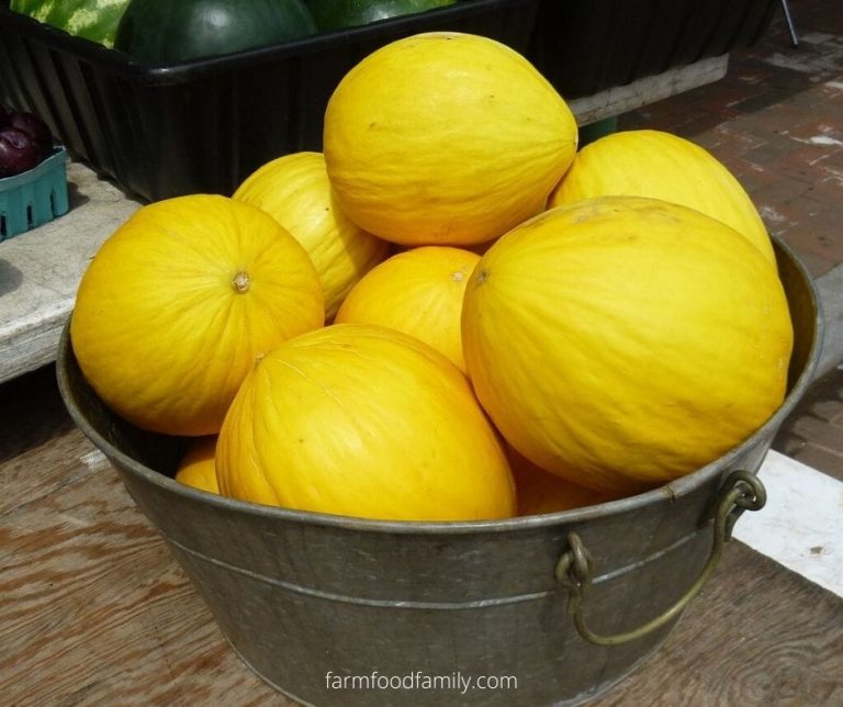 40+ Different Types of Melons With Pictures and Fun Facts