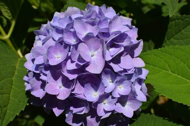 46+ Different Types Of Purple Flowers With Names and Pictures