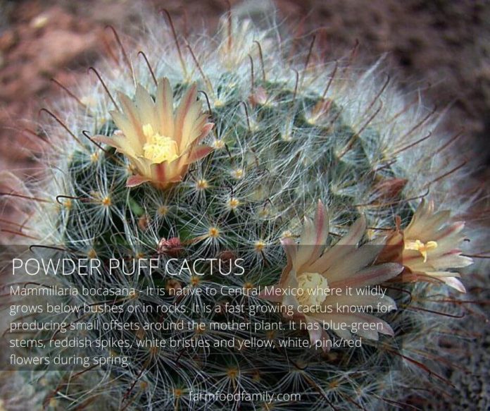 26 Types Of Cactus For Your Garden (With Pictures) – Indoor, Outdoor ...