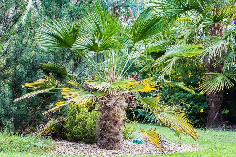 75+ Different Types Of Palm Trees With Pictures (Indoor, Outdoor)