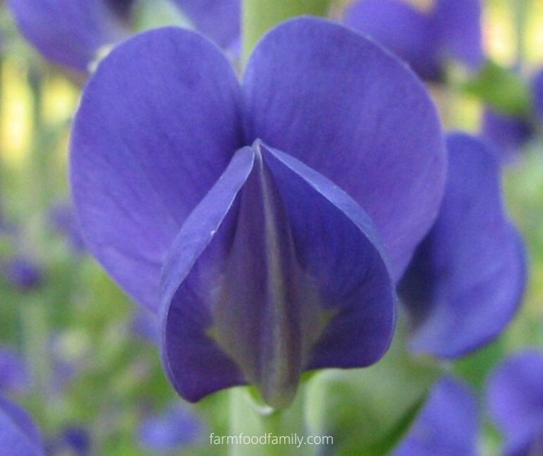 50+ Types Of Blue Flowers With Names, Meaning and Pictures