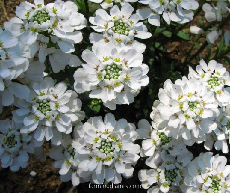 151+ Flowers, Plants That Start With C (With Pictures and Facts)