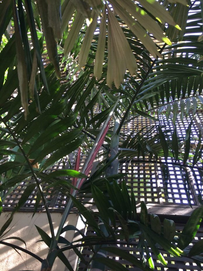 75+ Different Types Of Palm Trees With Pictures (Indoor, Outdoor)