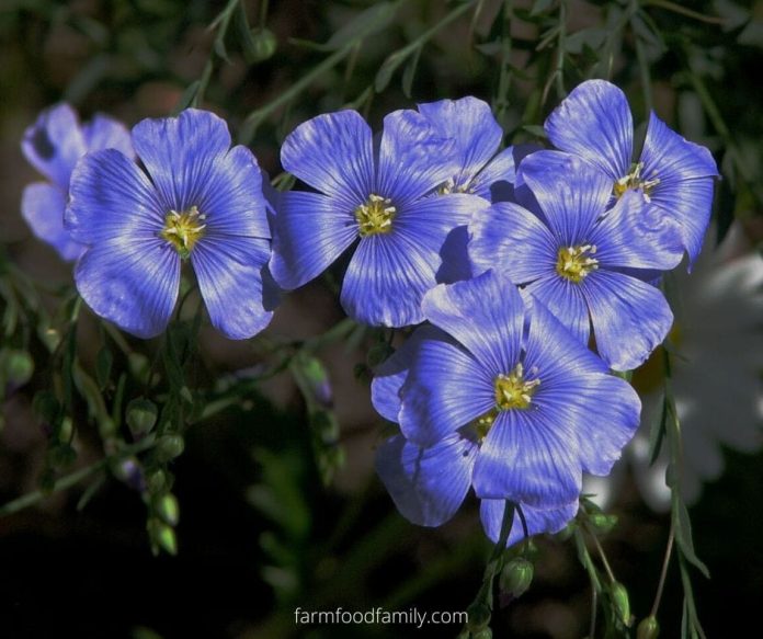 50+ Types Of Blue Flowers With Names, Meaning and Pictures