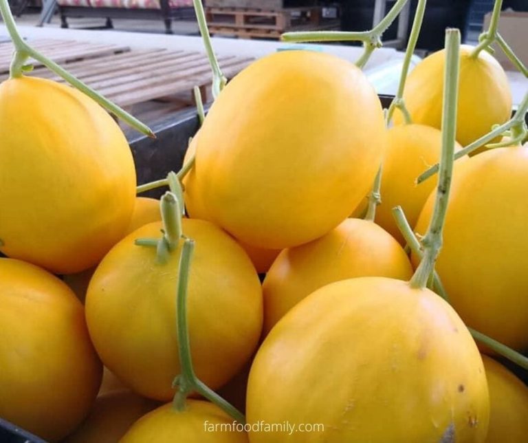 40+ Different Types of Melons With Pictures and Fun Facts